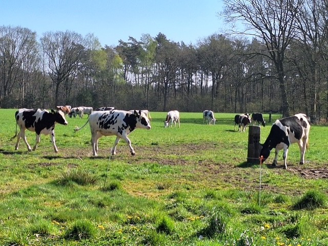 'Droge' koeien genieten van het mooie weer - Puttensezaken.nl